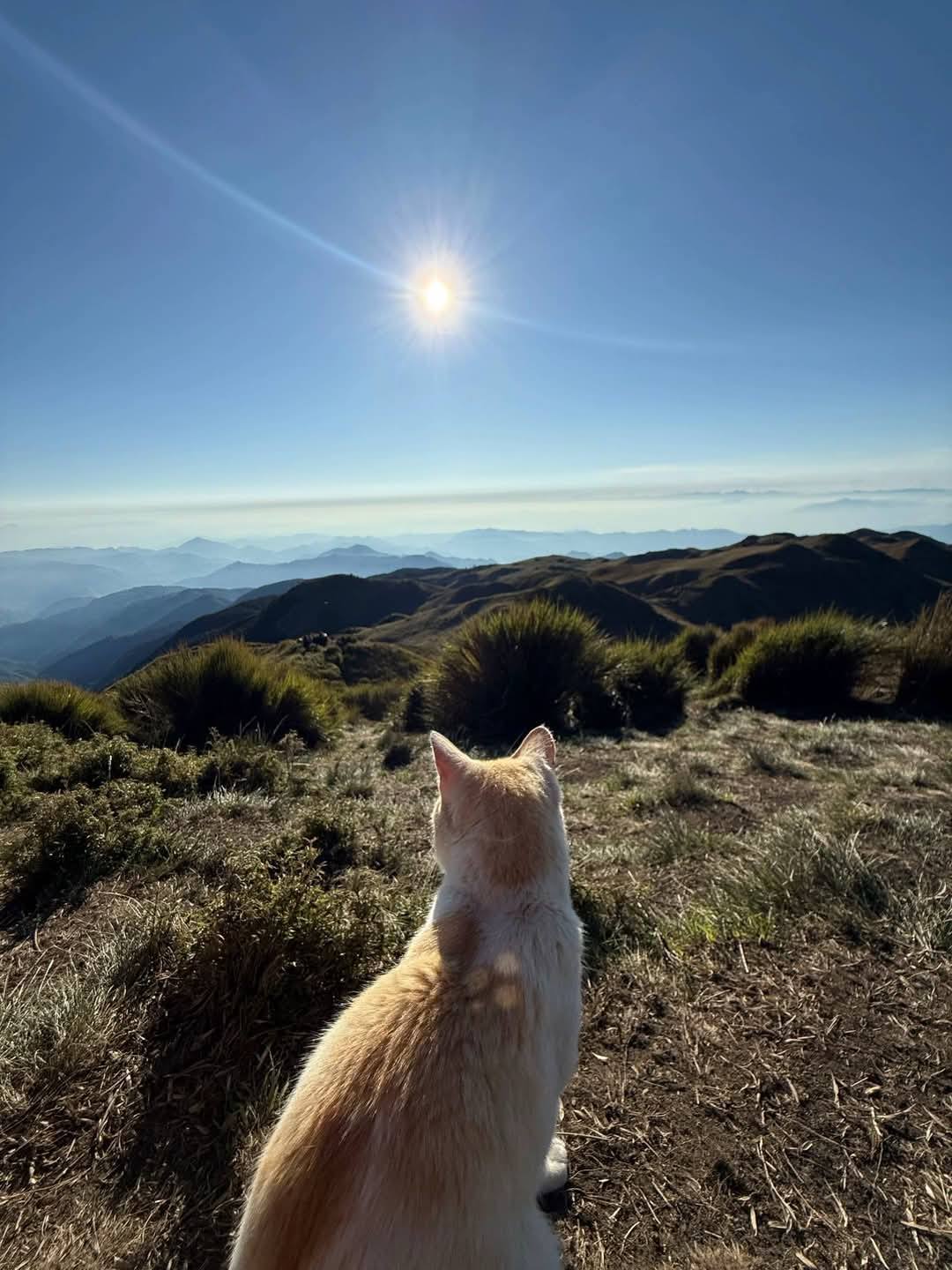 Pugal of Mt. Pulag: The Feline That Stole Our Hearts—Then Let Go for ...
