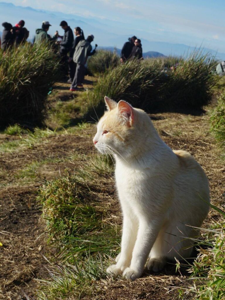 Pugal of Mt. Pulag: The Feline That Stole Our Hearts—Then Let Go for ...